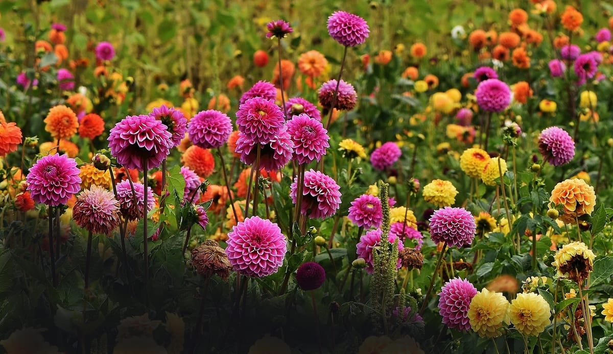 About the Floral Annual