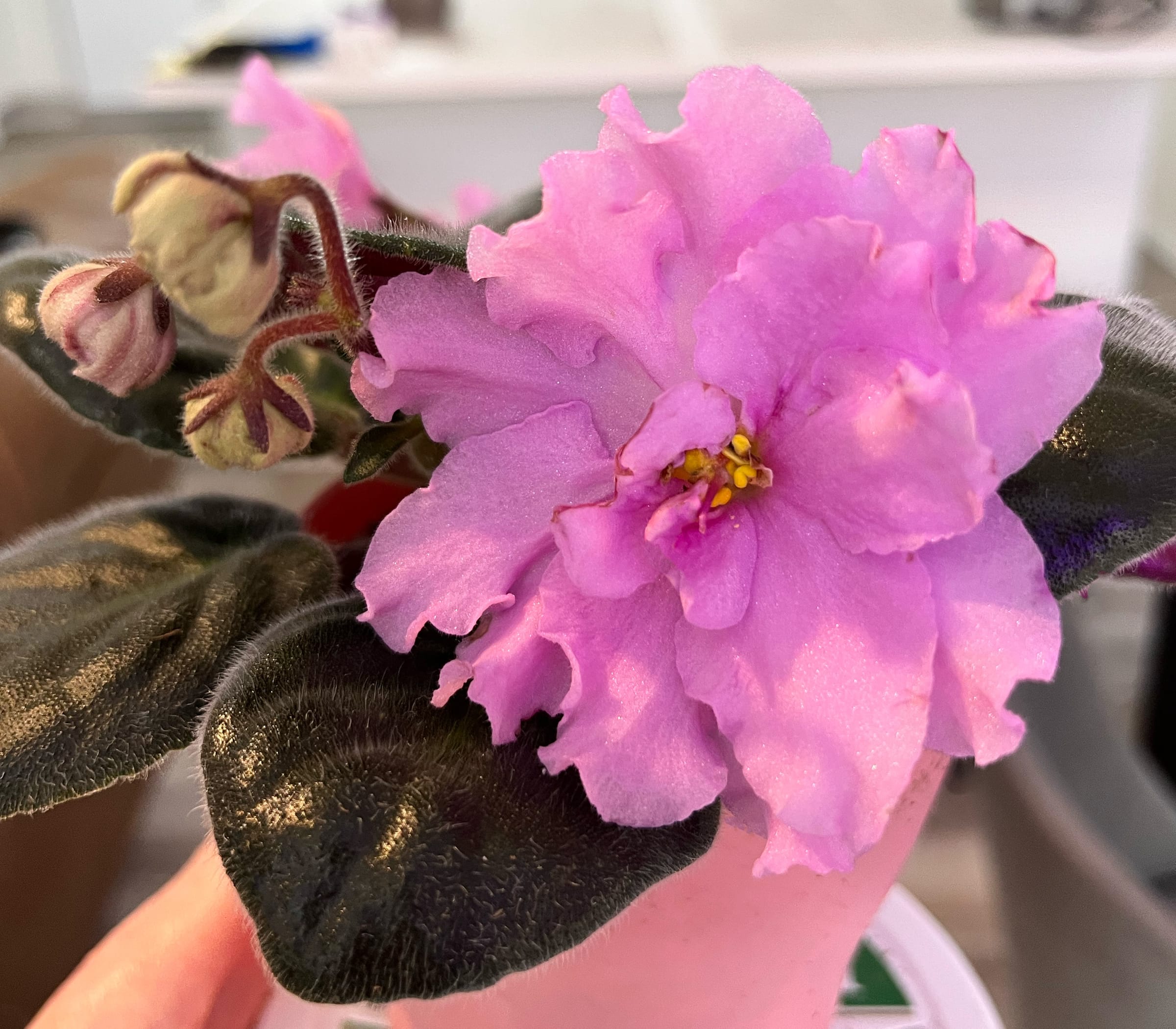 The Sometimes Complex Allure of Hybridizing African Violets